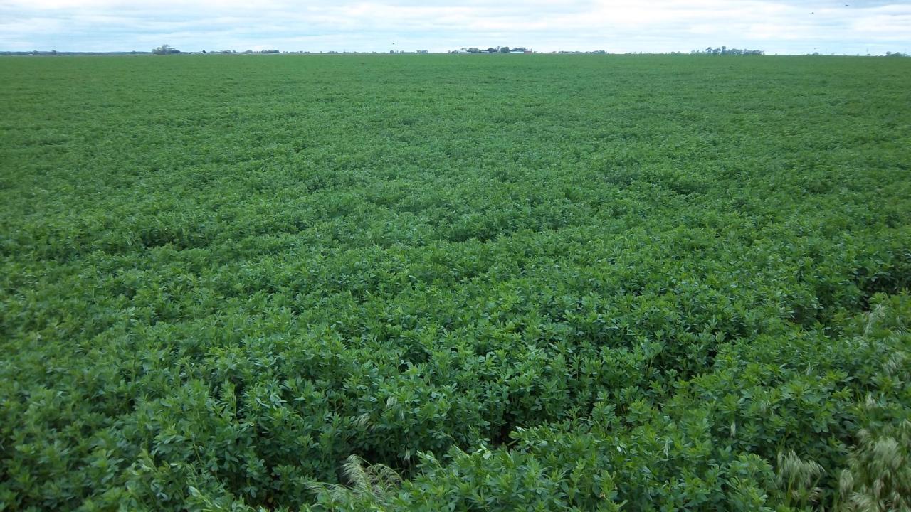 Alfalfa Varieties | UC Davis Foundation Seed Program